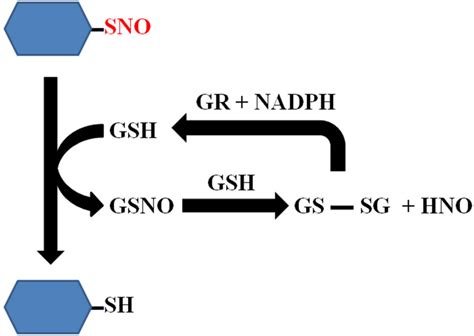 Analysis Of Glutathione Mediated S Denitrosylation In Complex Biological Matrices By Immuno