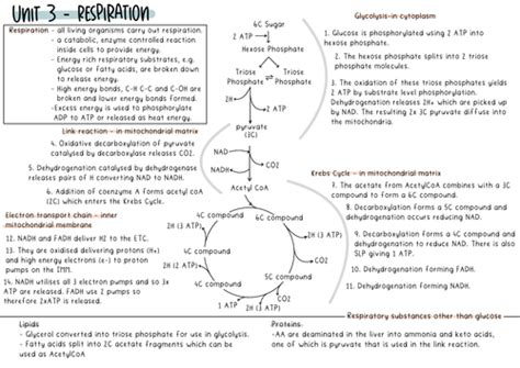 A2 Biology Respiration Revision Summary Teaching Resources