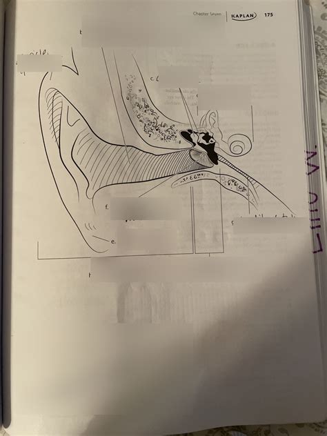 Anatomy Pg 175 Diagram Quizlet