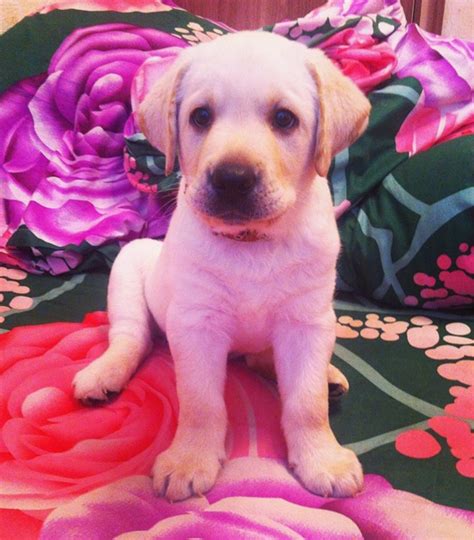 всем хорошего дня 2025 КЛУБ ЛЮБИТЕЛЕЙ ЛАБРАДОРОВ ВКонтакте