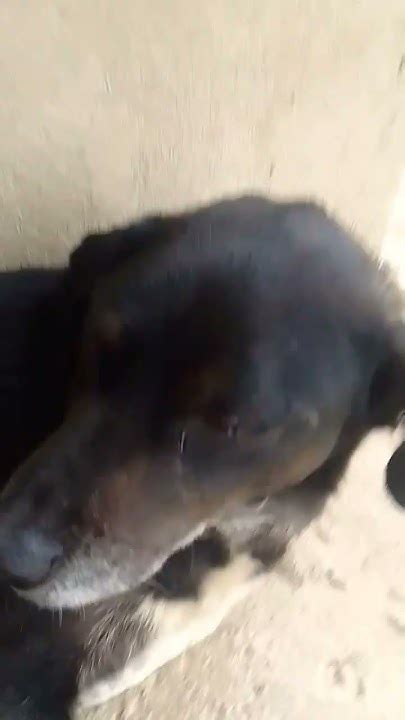 ჩემი ძაღლი😎 Youtube