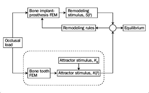Flow Chart Of The Bone Adaptation Algorithm Download Scientific Diagram