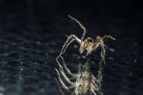 Premium Photo Macro Spider On Black Mirror