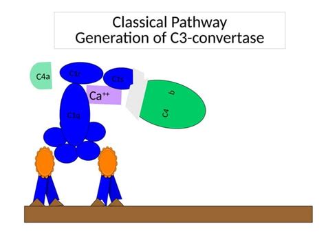 Complement System Activation Of Immune System Ppt