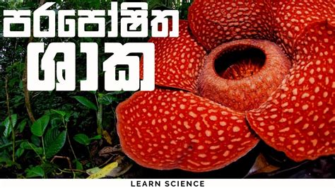 පරපෝෂිත ශාක ගැන දැනගනිමු Sinhala Learn Science Youtube