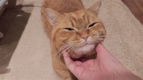 VLOG 고양이 집사 일상 브이로그ㅣ추운데 집에서 뭐해 그냥 놀아ㅣ크리스마스 기념 사진찍고 고양이와 뒹굴뒹굴 YouTube