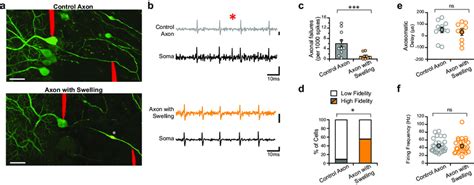 Axonal Swellings Are Associated With Improved Axonal Propagation Of
