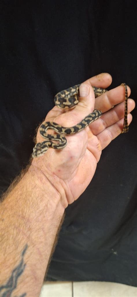 Female Coastal Carpet Python Reptile Mart Female Coastal Carpet Python Reptile Mart