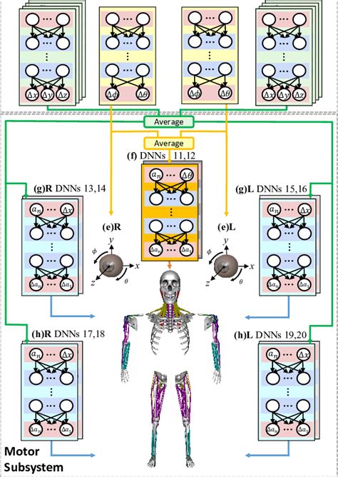 Sensorimotor System Architecture Showing The Modular Neural Network Download Scientific