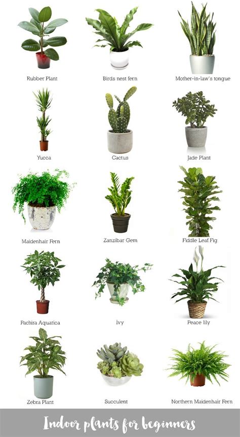 Types Of Indoor Plants