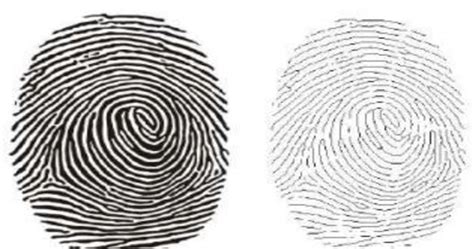Original And Thinning Image Of Fingerprint Download Scientific Diagram