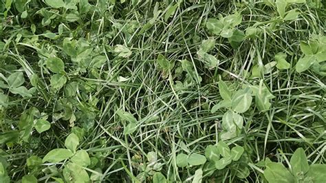 Albion Tetraploid Perennial Ryegrass High Quality Forage Seeds At Goseed