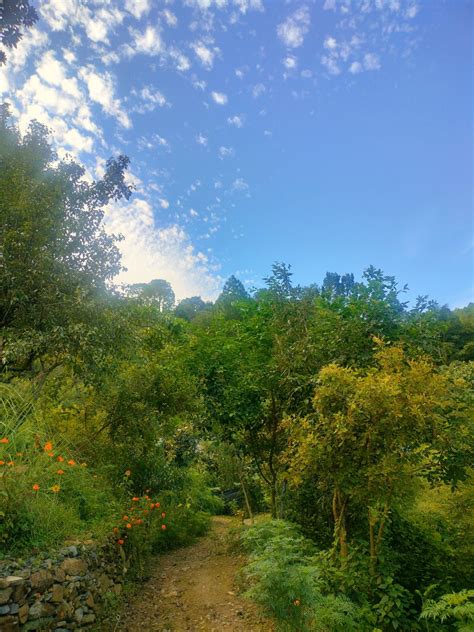 prabhat kumar on linkedin forestcreation nativespecies rewilding foresrty floriculture…