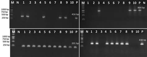 Polymerase Chain Reaction Assay Checking The Prevalence Of Virulence Download Scientific