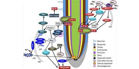 Review The Responses Of Root System Architecture To Nutrients Plantae