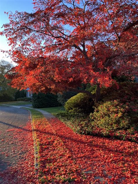 Today S Photo Red Tree Larchmont Loop