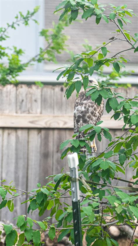 Can Anyone Id This Bird R Austin