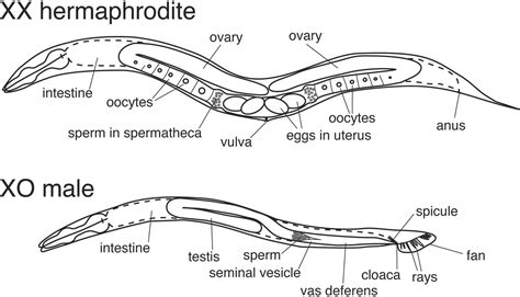 C Elegans And Apoptosis Uvm Genetics And Genomics Wiki Fandom