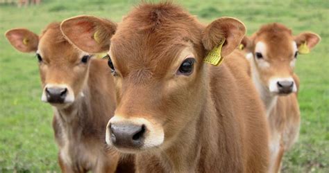 Scours In Calves Can Be Prevented Jaguza Farm Support