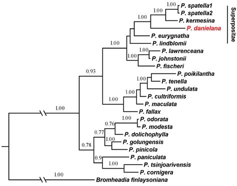 Bayesian Tree Of The Combined Dataset Of Nrits And Plastid Psbd Trnt