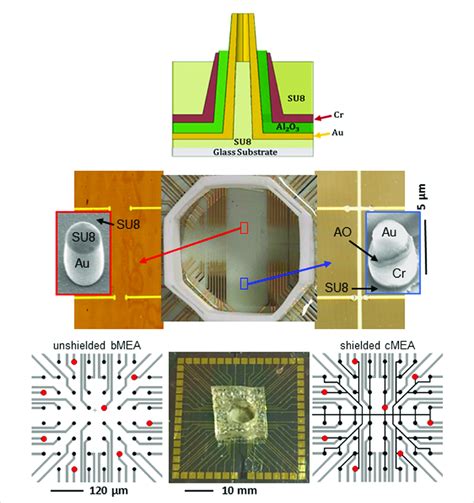 Multielectrode Array Devices Used For Electrical And Optical Download Scientific Diagram