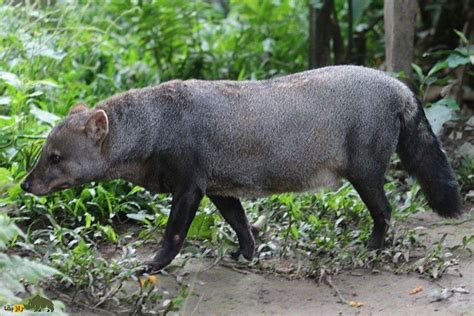 سگ کوتاه‌گوش آمازونی؛ غیرعادی و ترسناک‌ترین سگ جهان که کمتر کسی جرات
