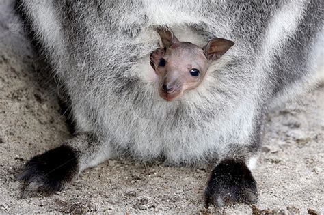 小袋鼠宝宝坐在妈妈的育儿袋里