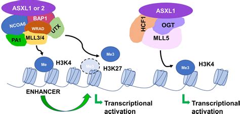 asxl1 2 and trithorax gene activation by mll3 mll4 compass and mll5