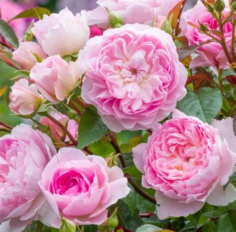 David Austin Roses Plan Now For A Gorgeous Spring Garden Susan Said
