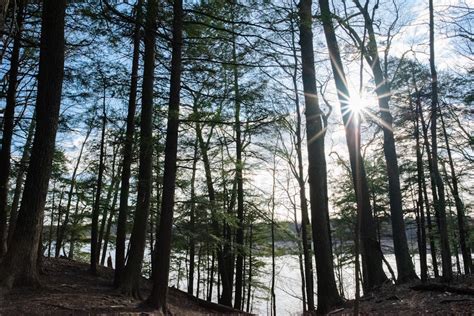 숲속의 나무 사이로 햇살이 빛나고 있다 사진 Unsplash의 무료 식물 이미지