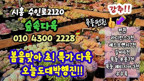 시흥숲속다육에서 봄맞이초특가대박행진~ 묵둥군생다육들로 대잔치 묵둥펀퀸 미니뉴벨라 레드오렌지 묵둥부용 묵은레티지아3천