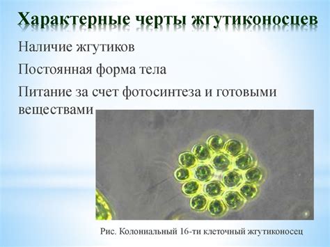 Простейшие жгутиконосцы инфузории презентация онлайн