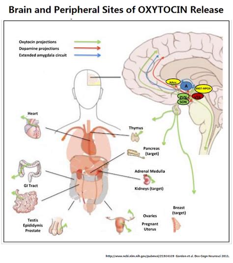 Trailing Normal Oxytocin