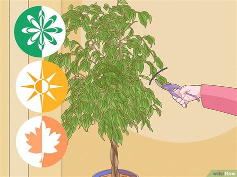 How To Prune A Ficus Tree Ideal Times Pruning Techniques