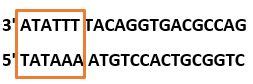 What MRNA Sequence Would This DNA Molecule Produce Homework Study Com
