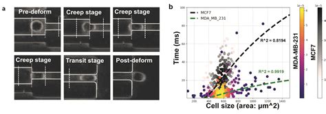 Powerful Biochip Combines Deformability Cytometry With Deep Learning