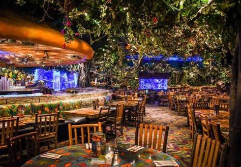 The Deforestation Of The Rainforest Café