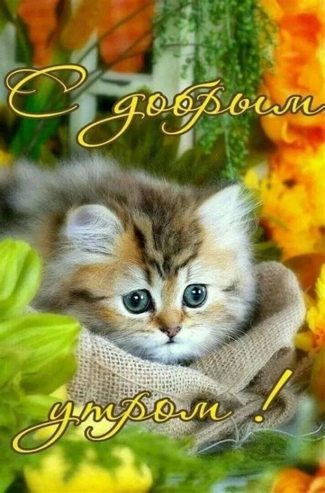 С Добрым утром — красивые картинки с котиками и котятами 90 штук