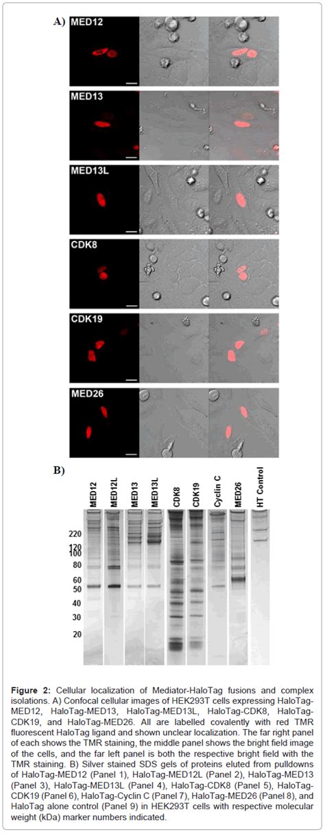 mutual exclusivity of med12 med12l med13 13l and cdk8 19 paral