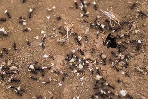 12 Incredibly Dangerous Insects To Squash At Your Own Risk