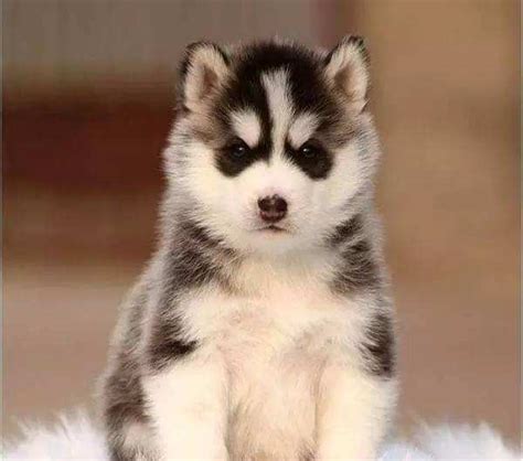 Tensorflow练手项目三：使用vgg19迁移学习实现图像风格迁移 灰信网（软件开发博客聚合）