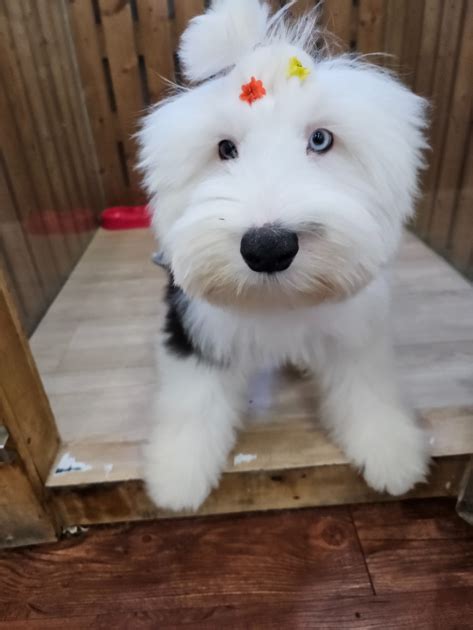 올드잉글리쉬쉽독루이 강아지책임분양 컴투펫케어센터