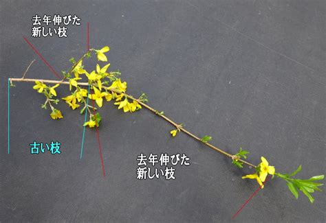 レンギョウの花を咲かせる剪定方法と時期 庭木の剪定専門サイト
