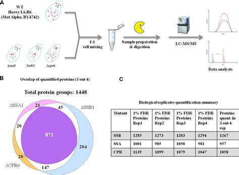 Overview Of The Experimental Workflow And Ms Based Quantification Of