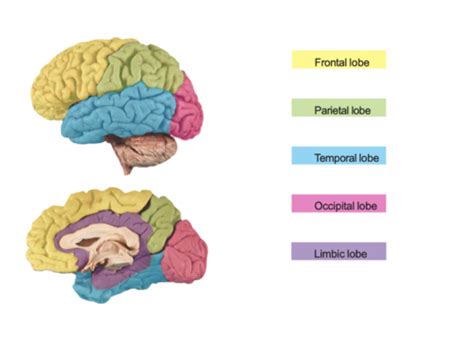 Cortex Flashcards Quizlet