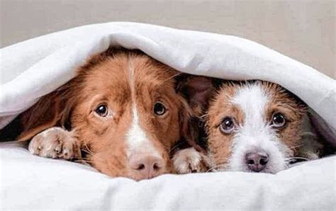 Cómo Afecta La Pirotecnia En Los Animales Diario Crónica