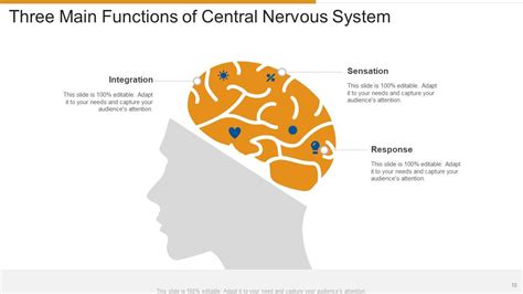Central Nervous System Powerpoint Ppt Template Bundles Presentation