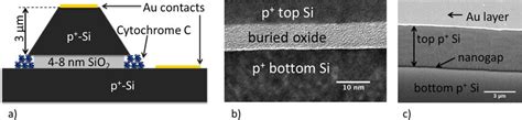 A Schematic Of An Soi Based Vertical Nanogap Device Vnd With Cytc Download Scientific
