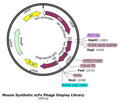Accelerate Antibody Discovery With Mouse Synthetic Scfv Phage Display Accelerate Antibody Discovery With Mouse Synthetic Scfv Phage Display