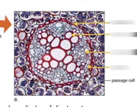 Dicot Root Cross Section Diagram Quizlet